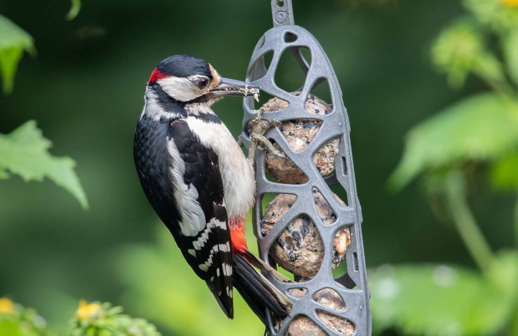 recycling-polyal - Hedra